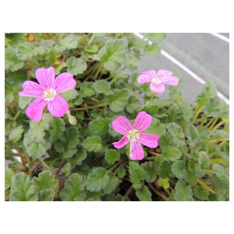 Erodium X variabile 'Bishop's Form' - Erodium